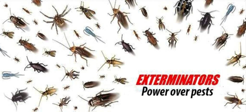 Προφίλ | Εταιρεία Απολύμανσης exterminators.gr